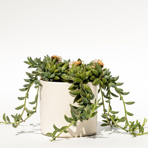 Senecio Radicans Glauca String of FIshhooks | SiteOne