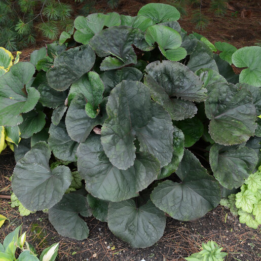 Ligularia Dentata Midnight Lady Leopard Plant | SiteOne