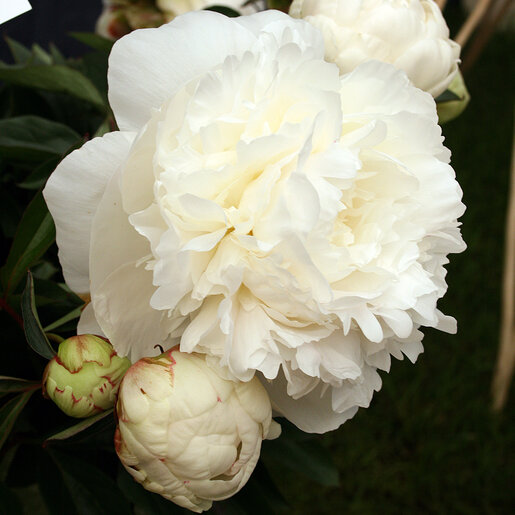 Paeonia X Lactiflora Blush Queen Peony | SiteOne