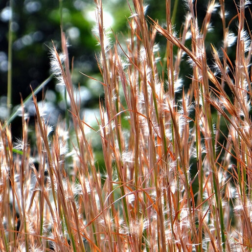 Andropogon Virginicus Broomsedge Bluestem | SiteOne