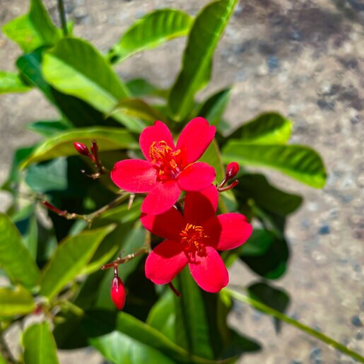 Jatropha Multifida Coral Plant | SiteOne