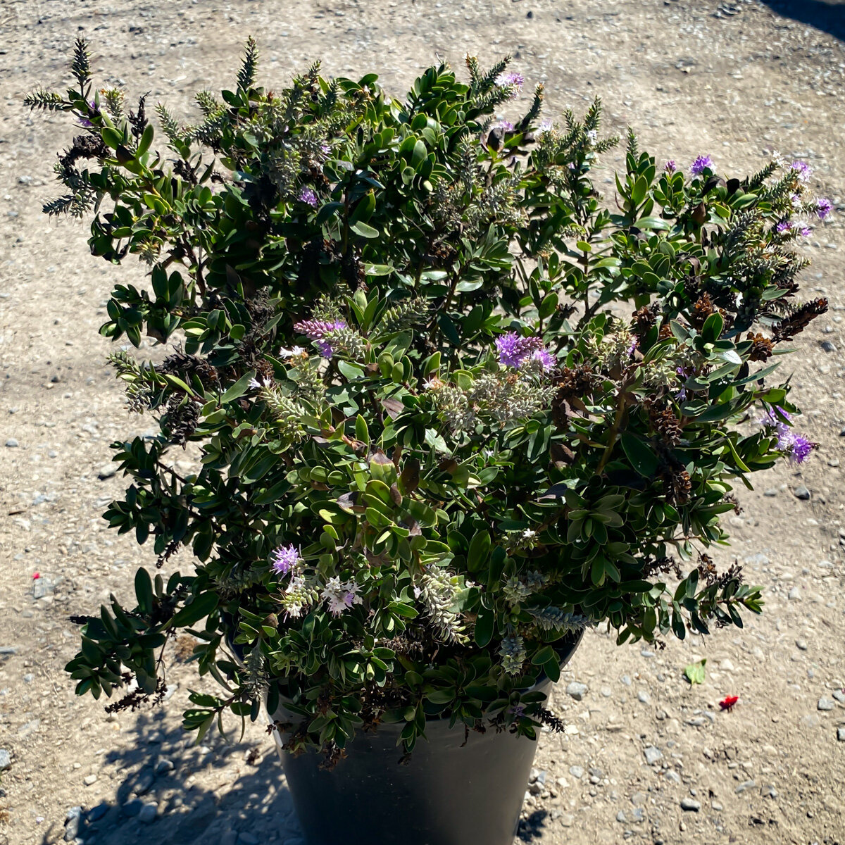 Hebe Veronica Lake Hebe | SiteOne