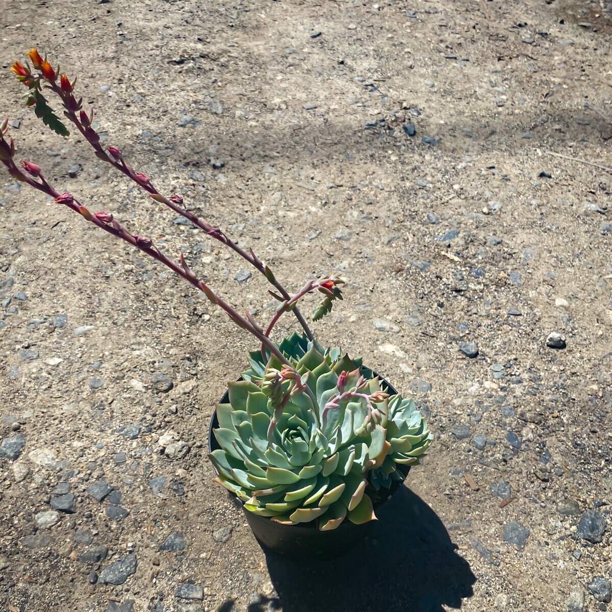 Echeveria Secunda var. Glauca Hen and Chicks | SiteOne