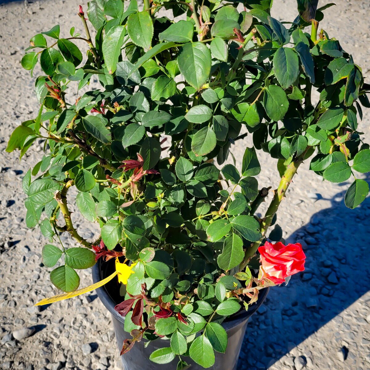 Rosa X Smokin Hot Hybrid Tea Rose | SiteOne