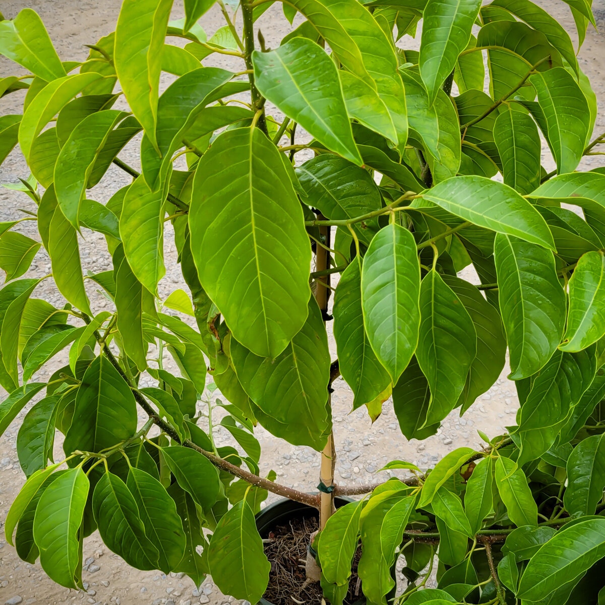 Michelia Champaca Alba Himalayan Champaca | SiteOne