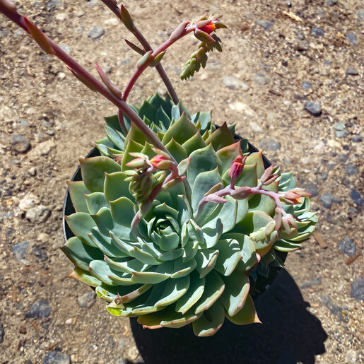 Echeveria Secunda var. Glauca Hen and Chicks | SiteOne