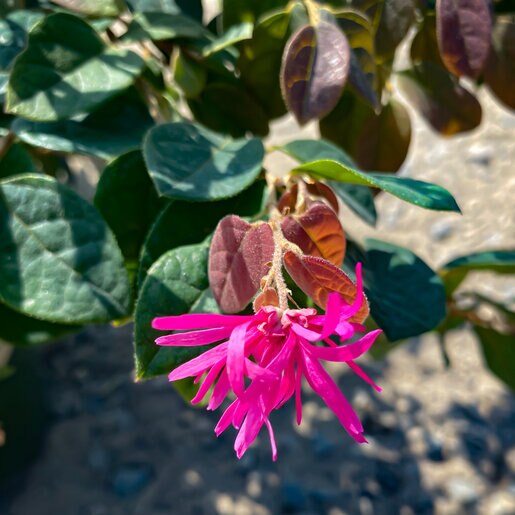 Loropetalum Chinense Raspberry Fringe Flower | SiteOne