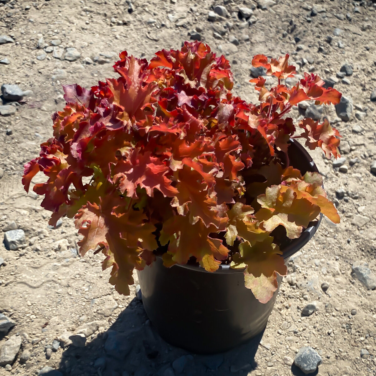 Heuchera X Indian Summer Orangeberry Coral Bells | SiteOne