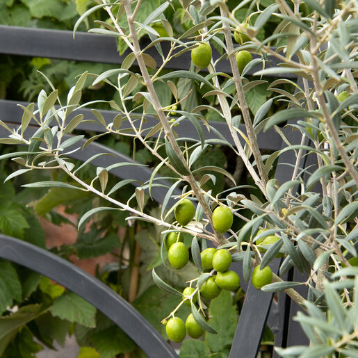 Olea Europaea Manzanillo Fruiting Olive | SiteOne