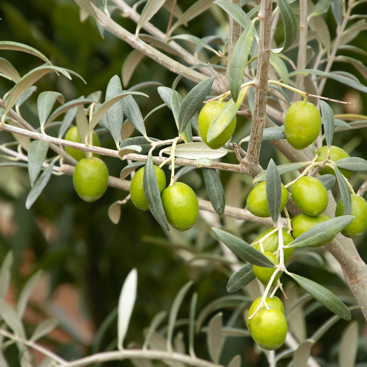 Olea Europaea Manzanillo Fruiting Olive | SiteOne
