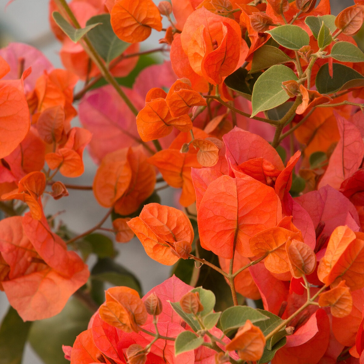 Bougainvillea X Buttiana Orange King Bougainvillea | SiteOne
