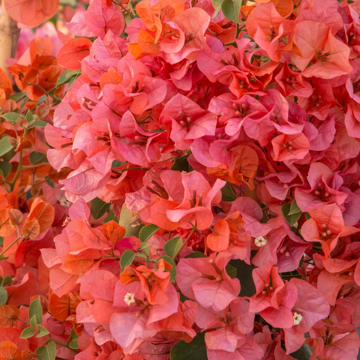 Bougainvillea X Buttiana Orange King Bougainvillea | SiteOne