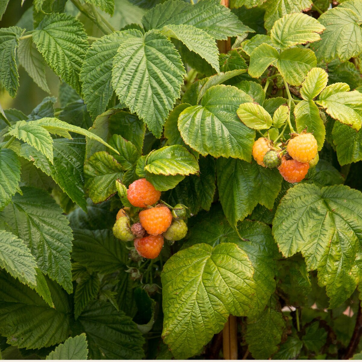 Rubus Idaeus var. strigosus Fall Gold Raspberry | SiteOne