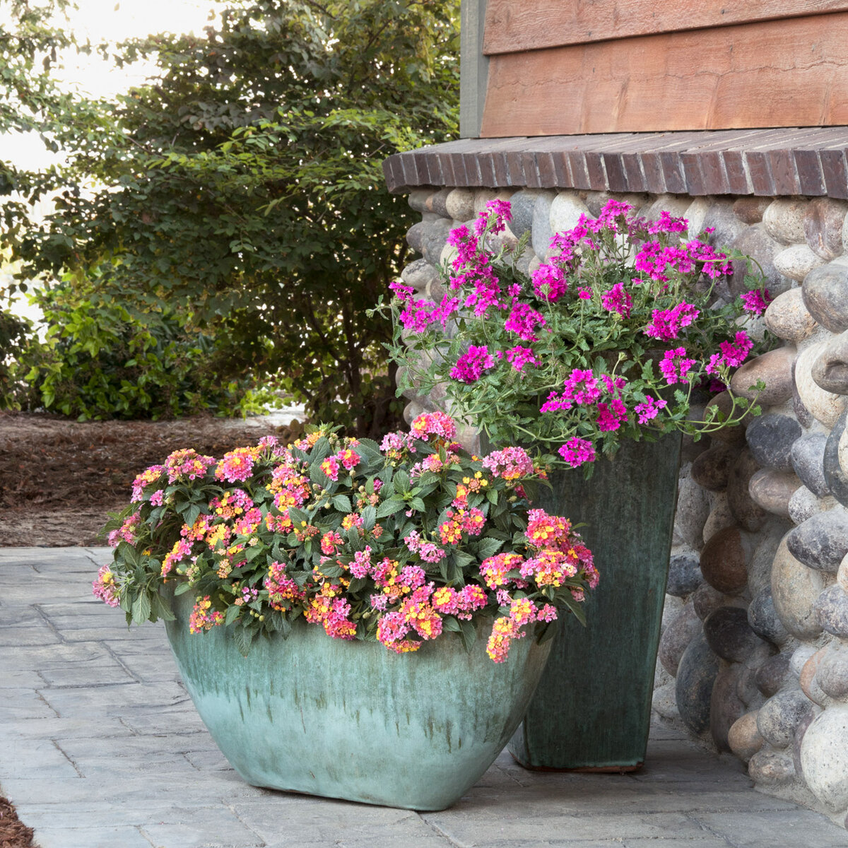 Lantana Camara Patriot Rainbow Compact Lantana | SiteOne