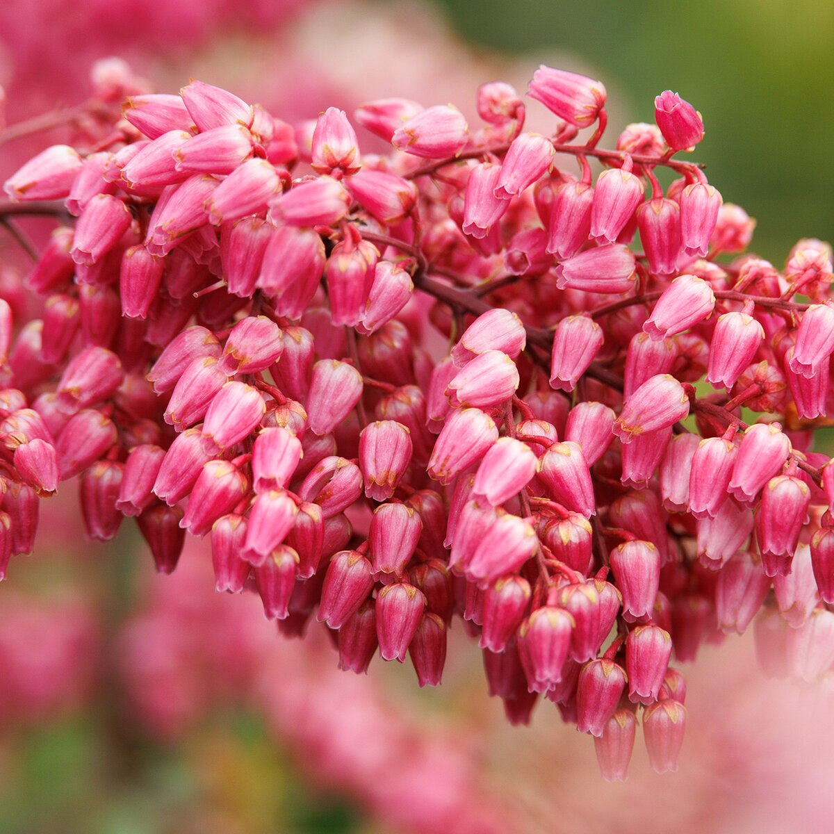 Pieris Japonica Enchanted Forest Shy Impish Elf Androme | SiteOne