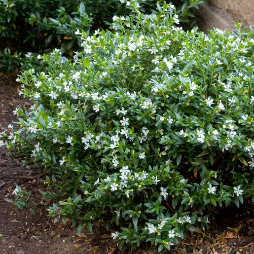 Cuphea Hyssopifola Itsy Bitsy White Mexican Heather | SiteOne