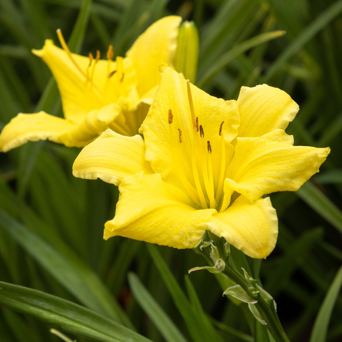 Hemerocallis Fulva Endlesslily Dhemyellow Yellow Daylil | SiteOne