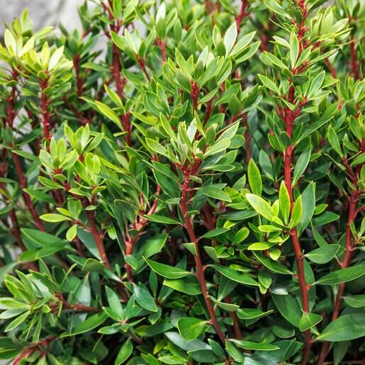 Drimys Lanceolata Mountain Pepper | SiteOne