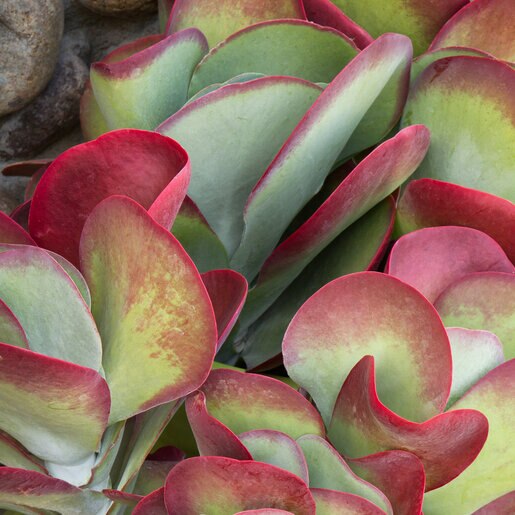Kalanchoe Thyrsiflora Desert Rose Variegated Paddle Pla | SiteOne