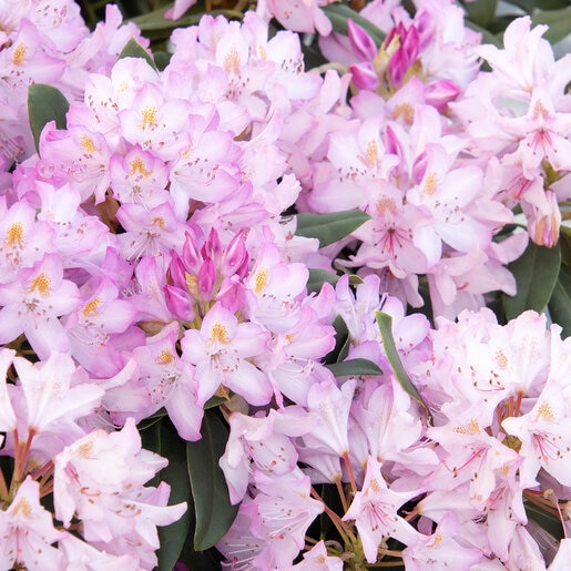 Rhododendron Maximum Roseum Pink Rosebay Rhododendron | SiteOne