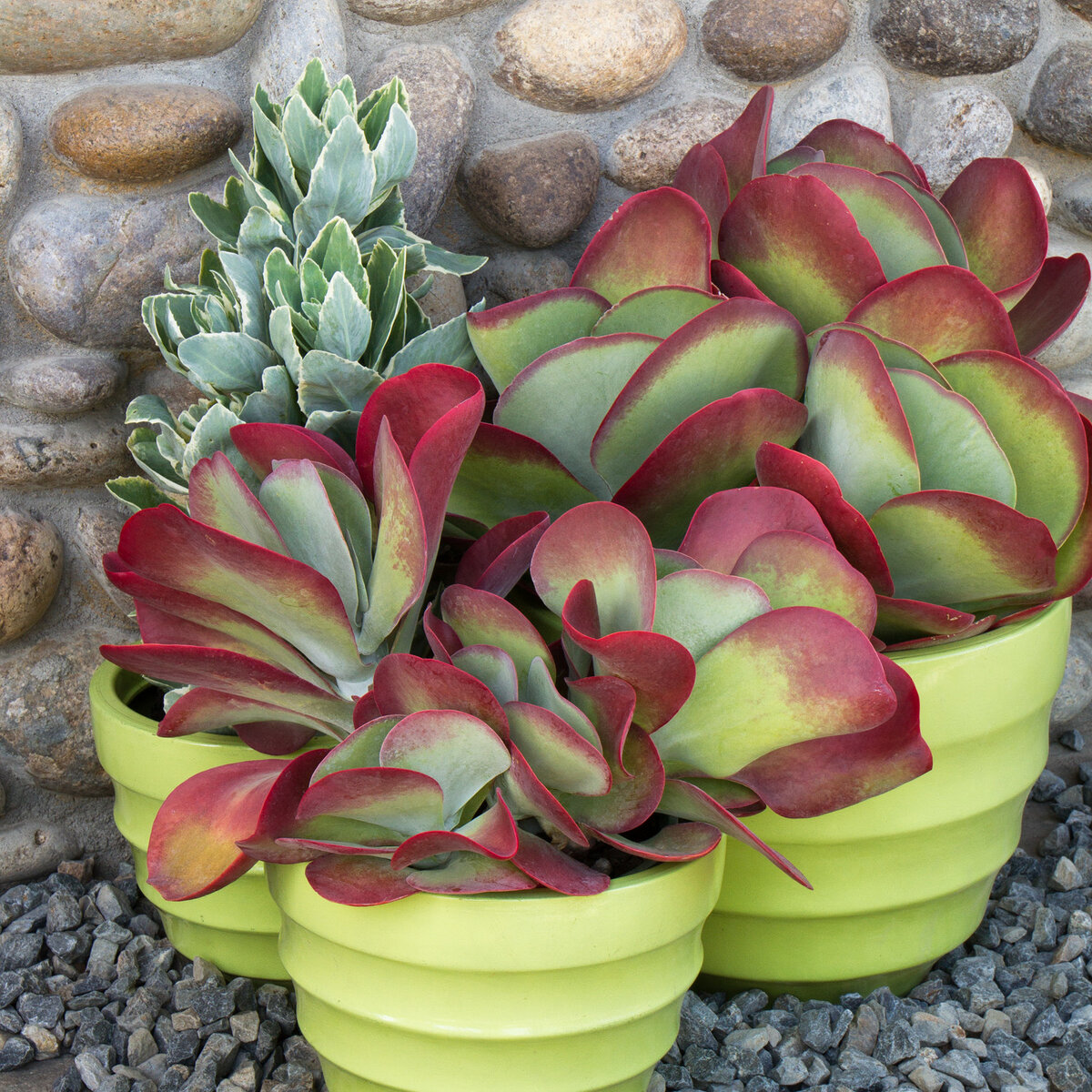 Kalanchoe Thyrsiflora Desert Rose Variegated Paddle Pla | SiteOne