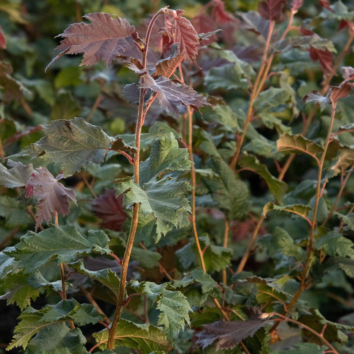 Corylus Avellana Burgundy Lace European Filbert | SiteOne