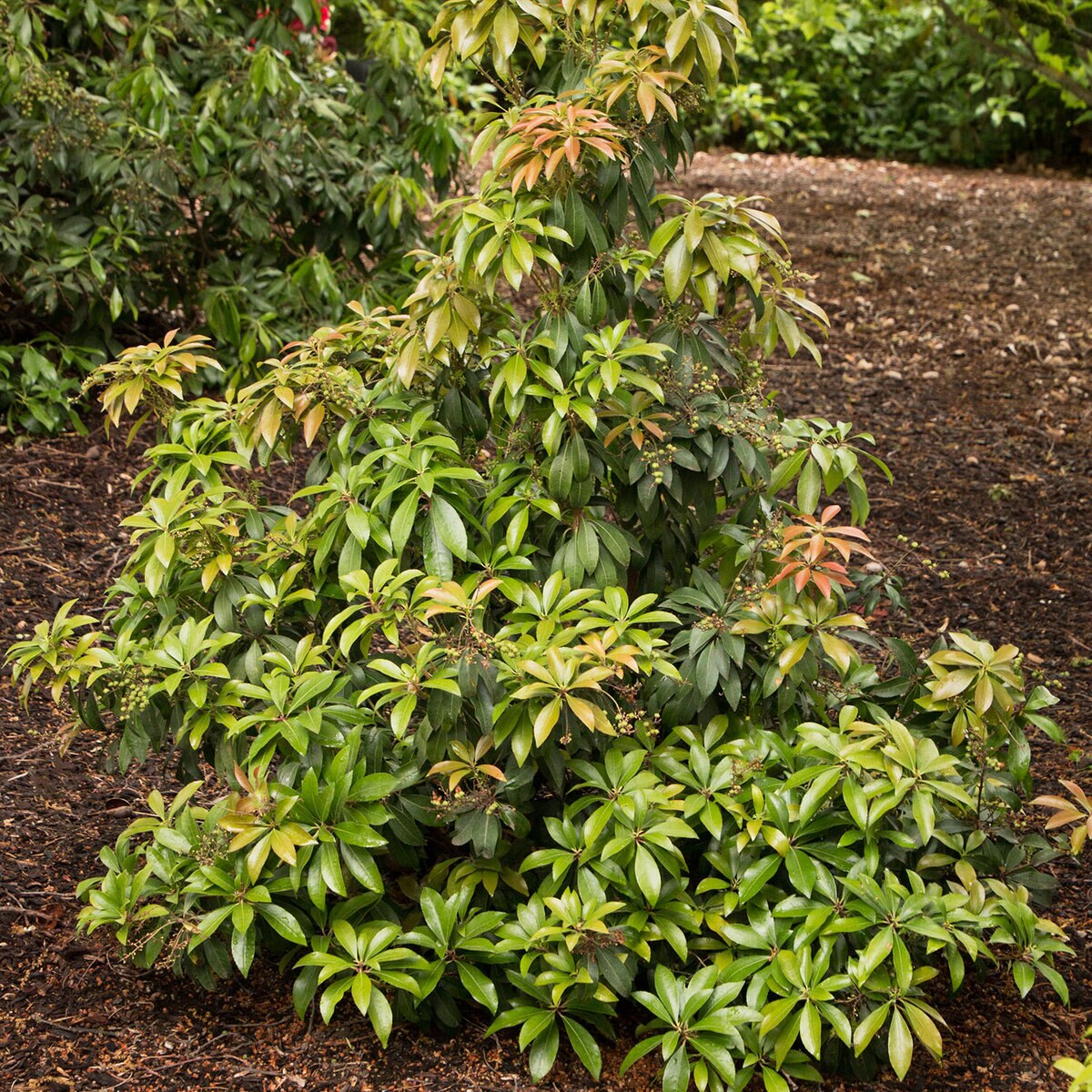 Pieris Japonica Enchanted Forest Shy Impish Elf Androme | SiteOne