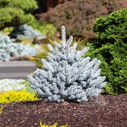 Picea Pungens 'Monty' Blue Spruce | SiteOne