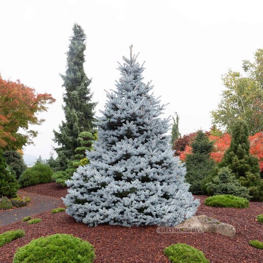 Picea Pungens 'Monty' Blue Spruce | SiteOne