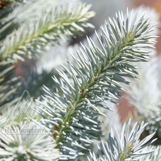 Picea Pungens 'Monty' Blue Spruce | SiteOne