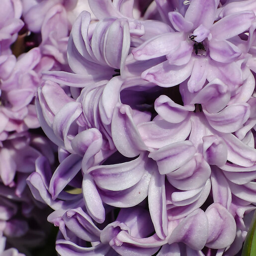 Hyacinthus Bulb Orientalis Splendid Cornelia Hyacinth | SiteOne