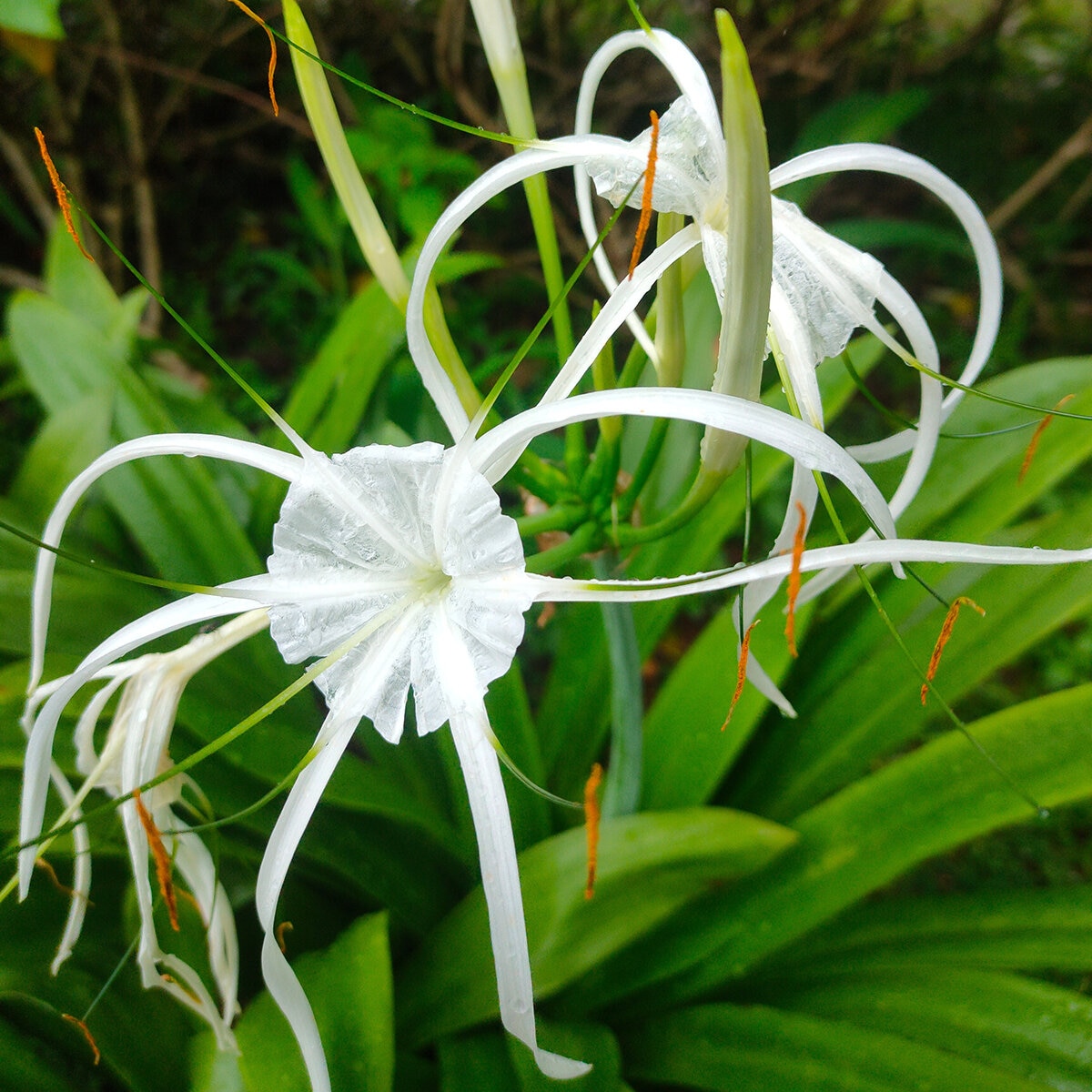 Hymenocallis Bulb Littoralis Beach Spider Lily | SiteOne