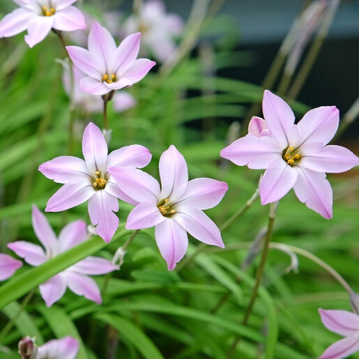 Ipheion Bulb Uniflorum Charlotte Bishop Starflower | SiteOne