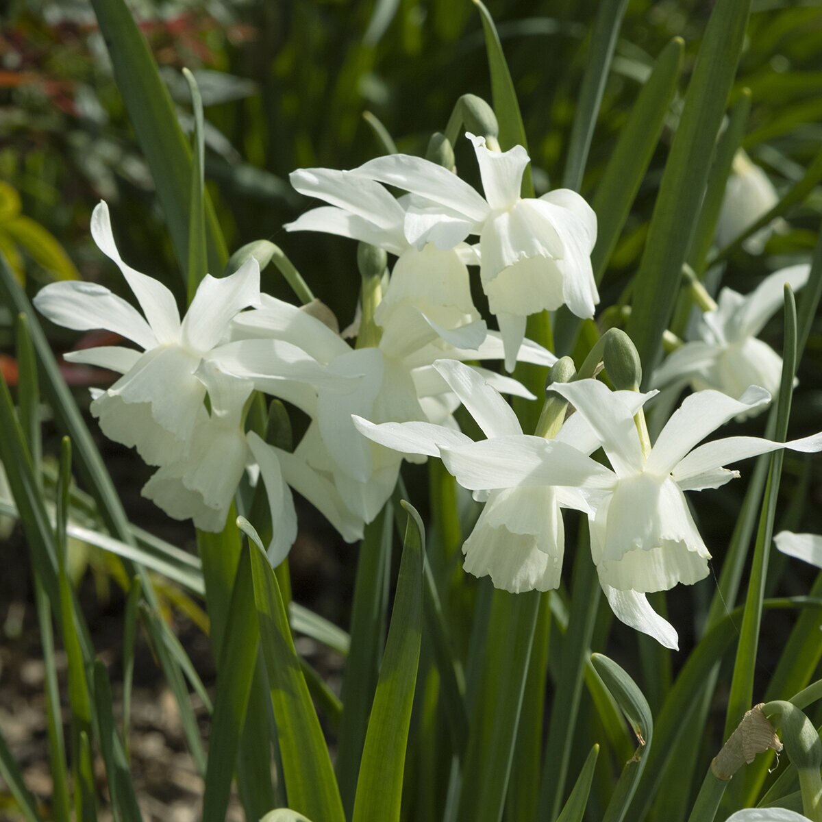 Narcissus Bulb Bunch Flowering Pueblo Daffodil | SiteOne
