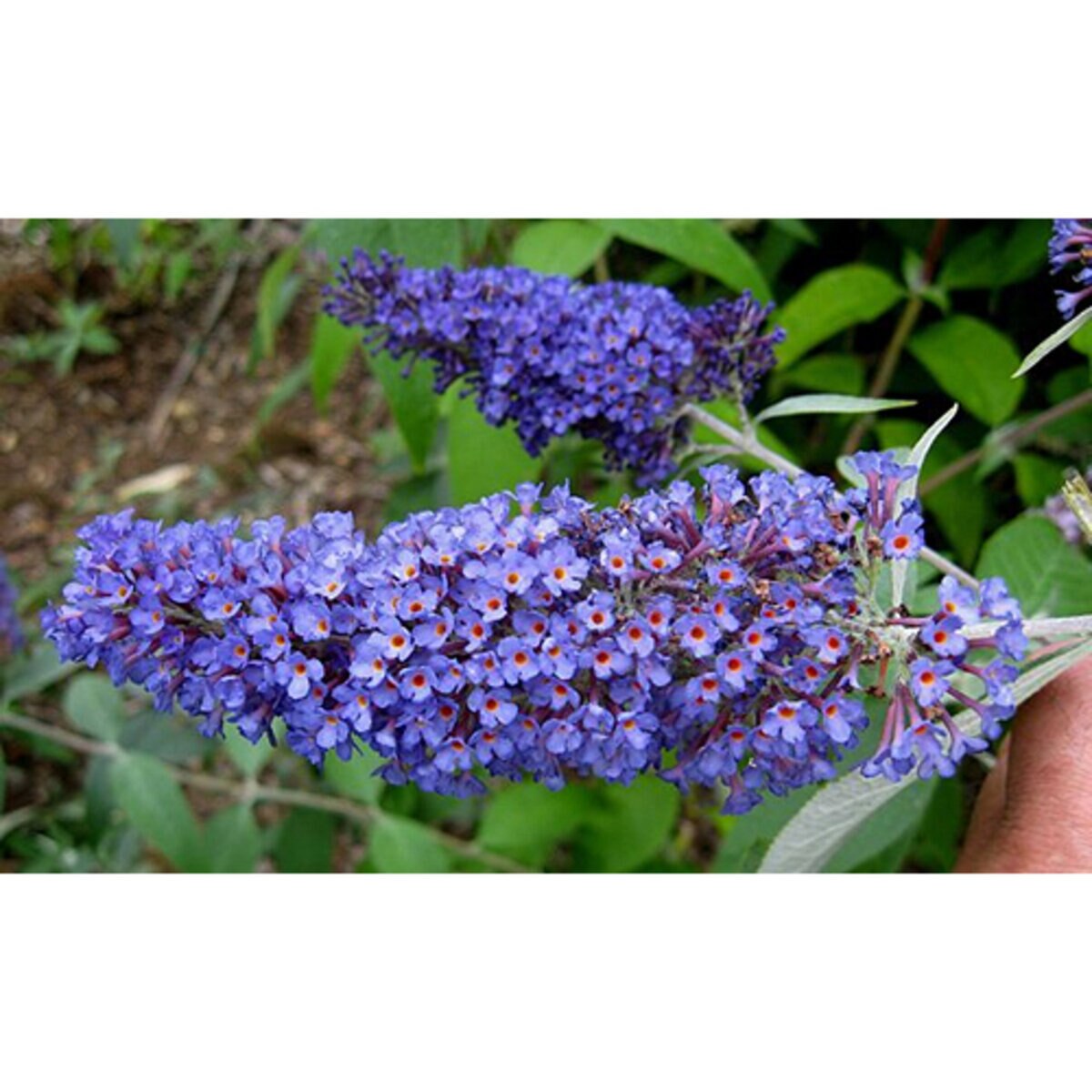 Buddleia Davidii Ellens Blue Butterfly Bush | SiteOne