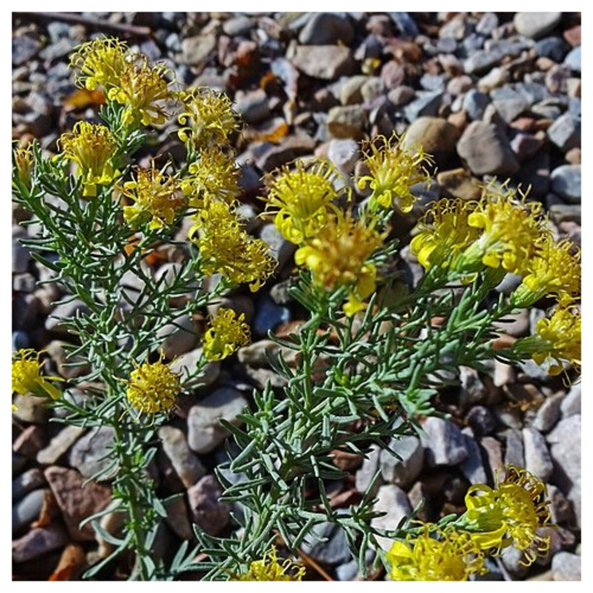 Ericameria Laricifolia Turpentine Bush | SiteOne