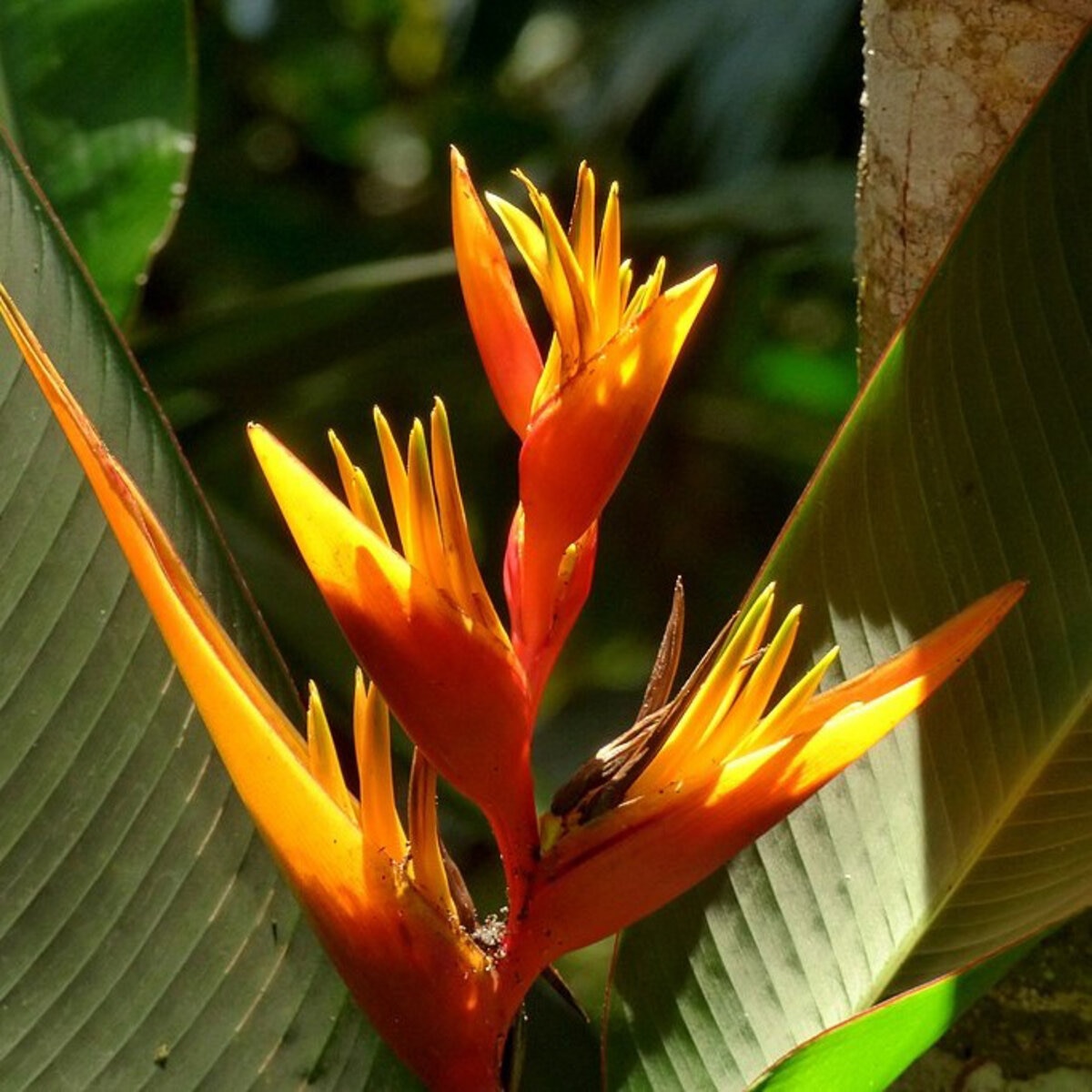 Heliconia Psittacorum X Spathocircinata Guyana Parrots | SiteOne