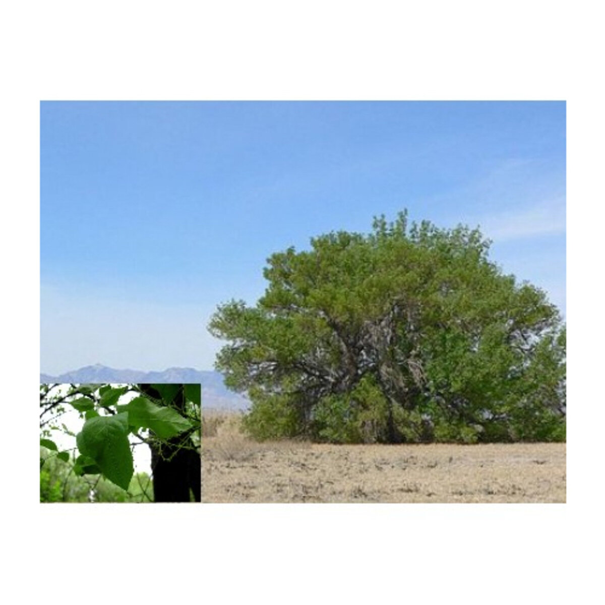 Fraxinus Velutina Fan-Tex Rio Grande Ash | SiteOne