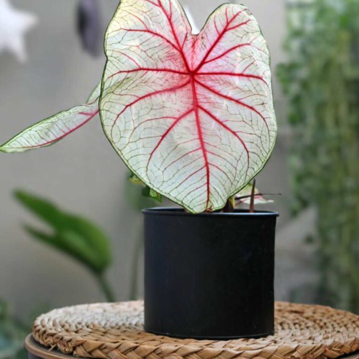 Caladium X Hortulanum Strap Leaf Angel Wings | SiteOne