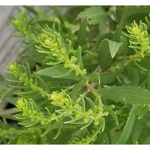 Iva Frutescens Marsh Elder | SiteOne