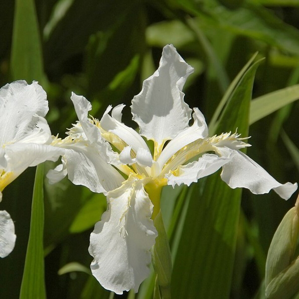 Iris Sibirica 'Snow Queen' Siberian Iris | SiteOne