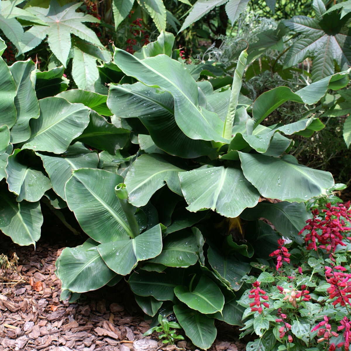 Musa Grandiflora Little Prince Banana | SiteOne