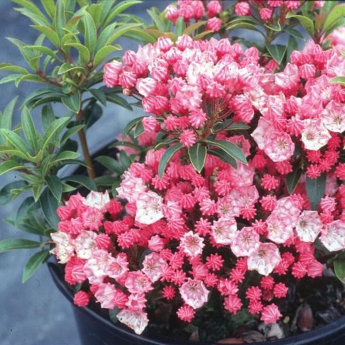 Tiddlywinks Mountain Laurel