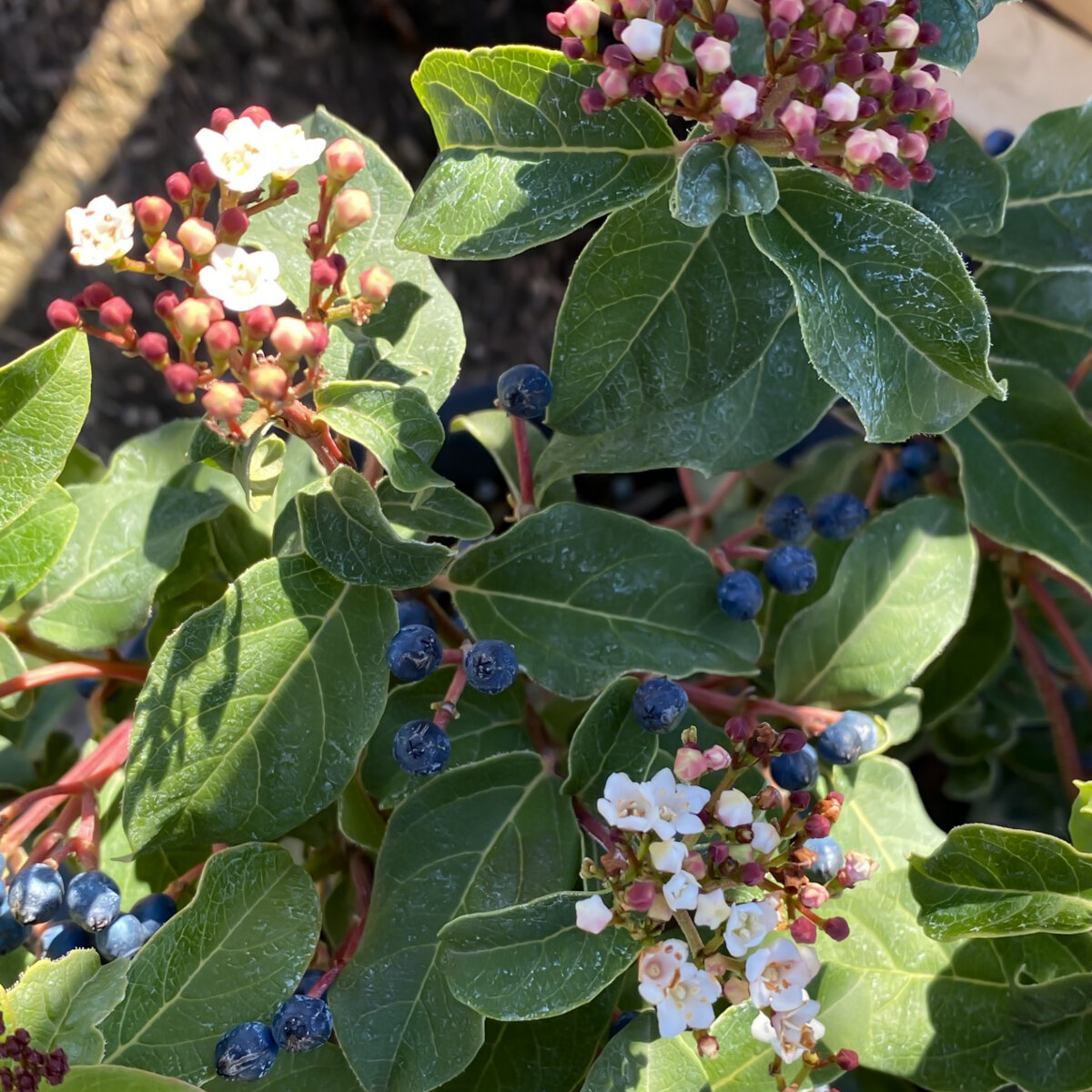 Viburnum Tinus Spring Bouquet Laurustinus | SiteOne