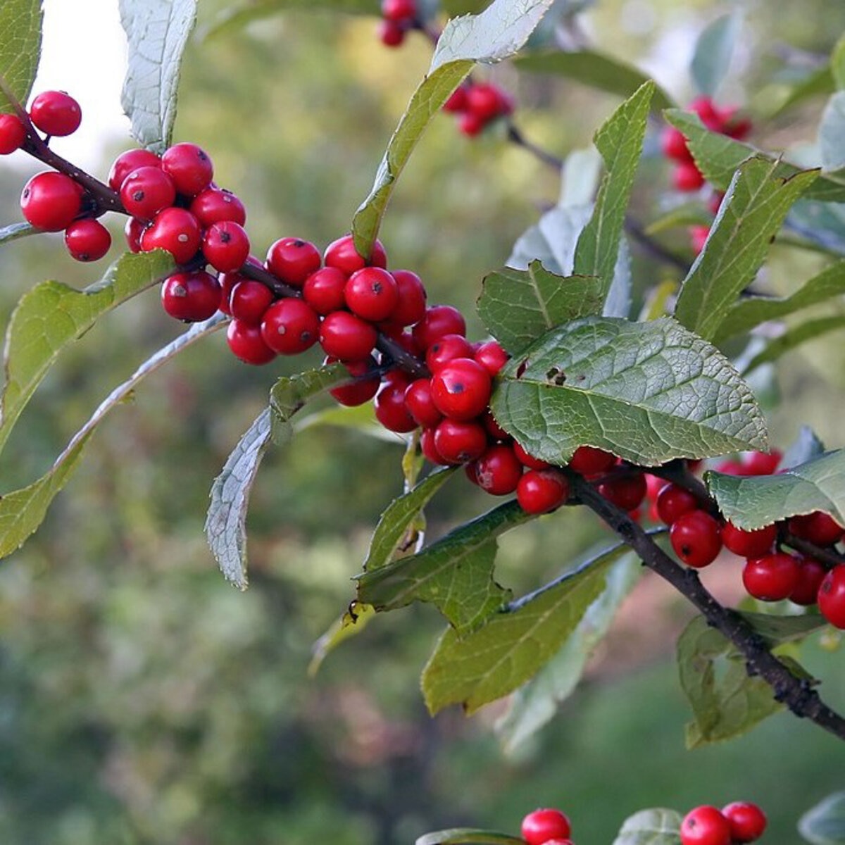 Ilex Verticillata Maryland Beauty Winterberry Holly | SiteOne