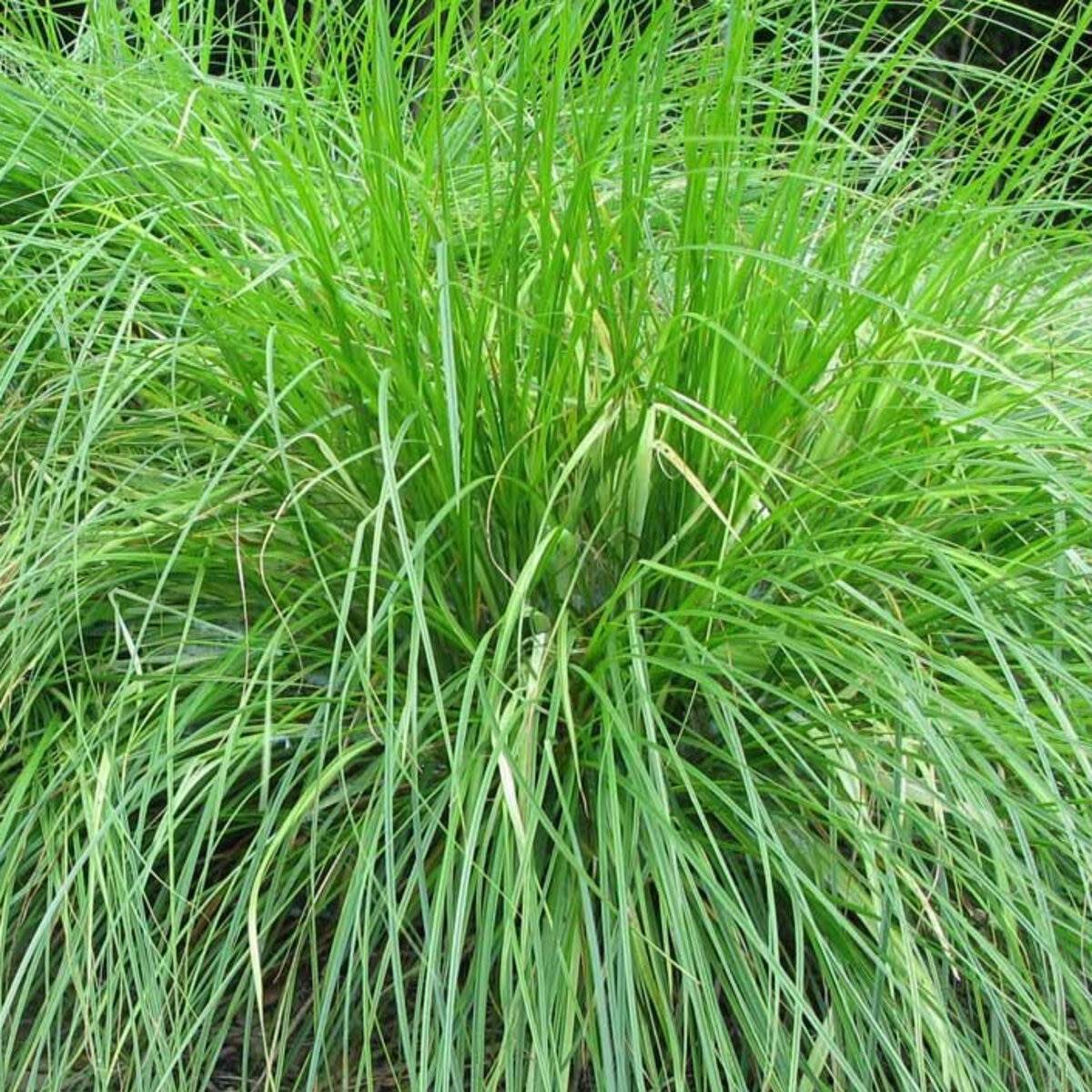 Carex Vulpinoidea Fox Sedge | SiteOne