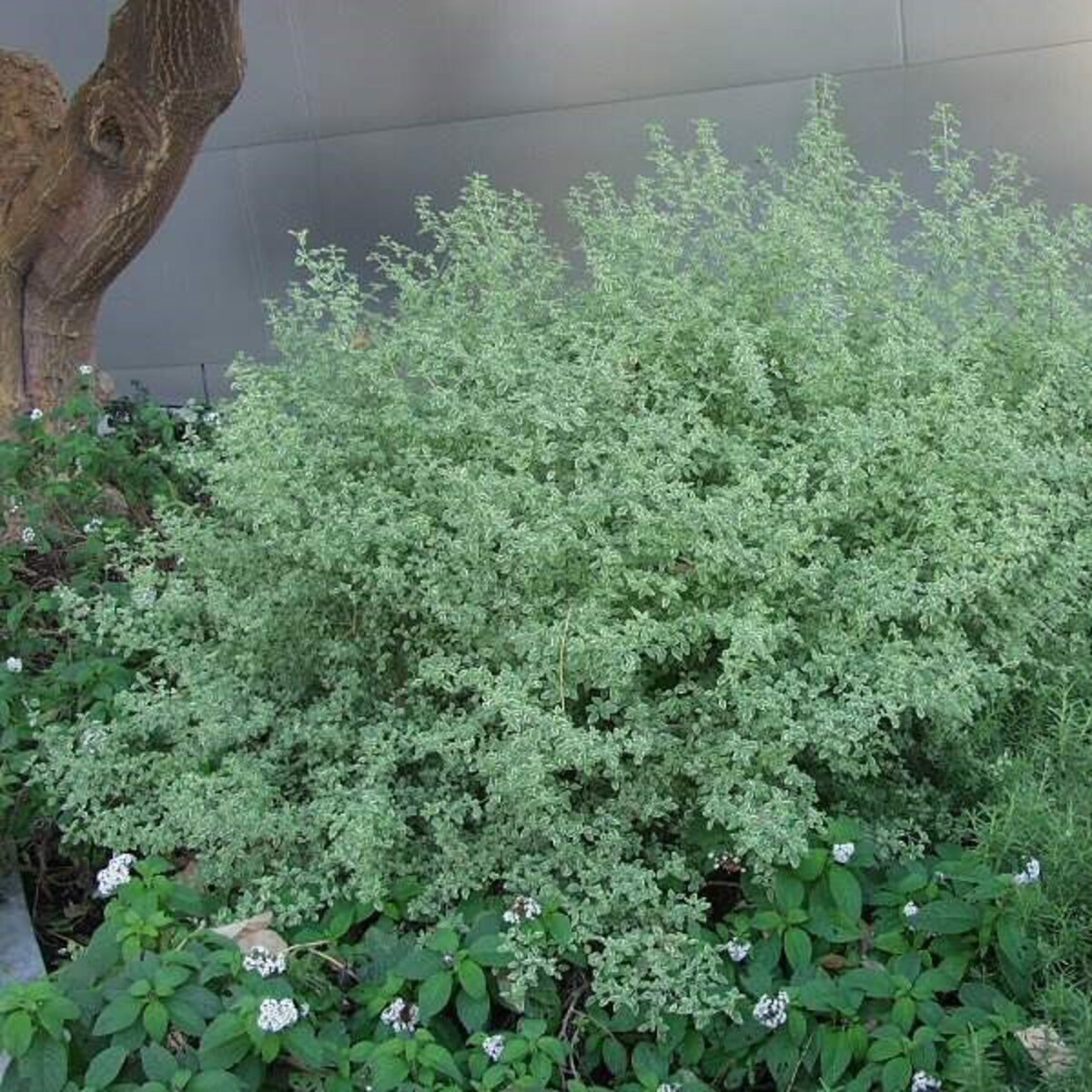 Prostanthera Ovalifolia Variegata Oval-Leaf Mint Bush | SiteOne