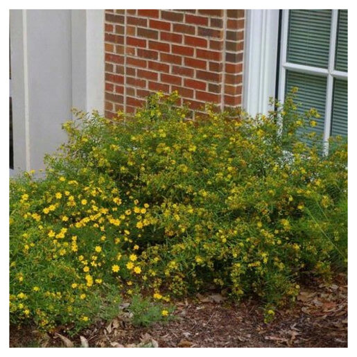 Hypericum Densiflorum Creels Gold St. Johns Wort | SiteOne