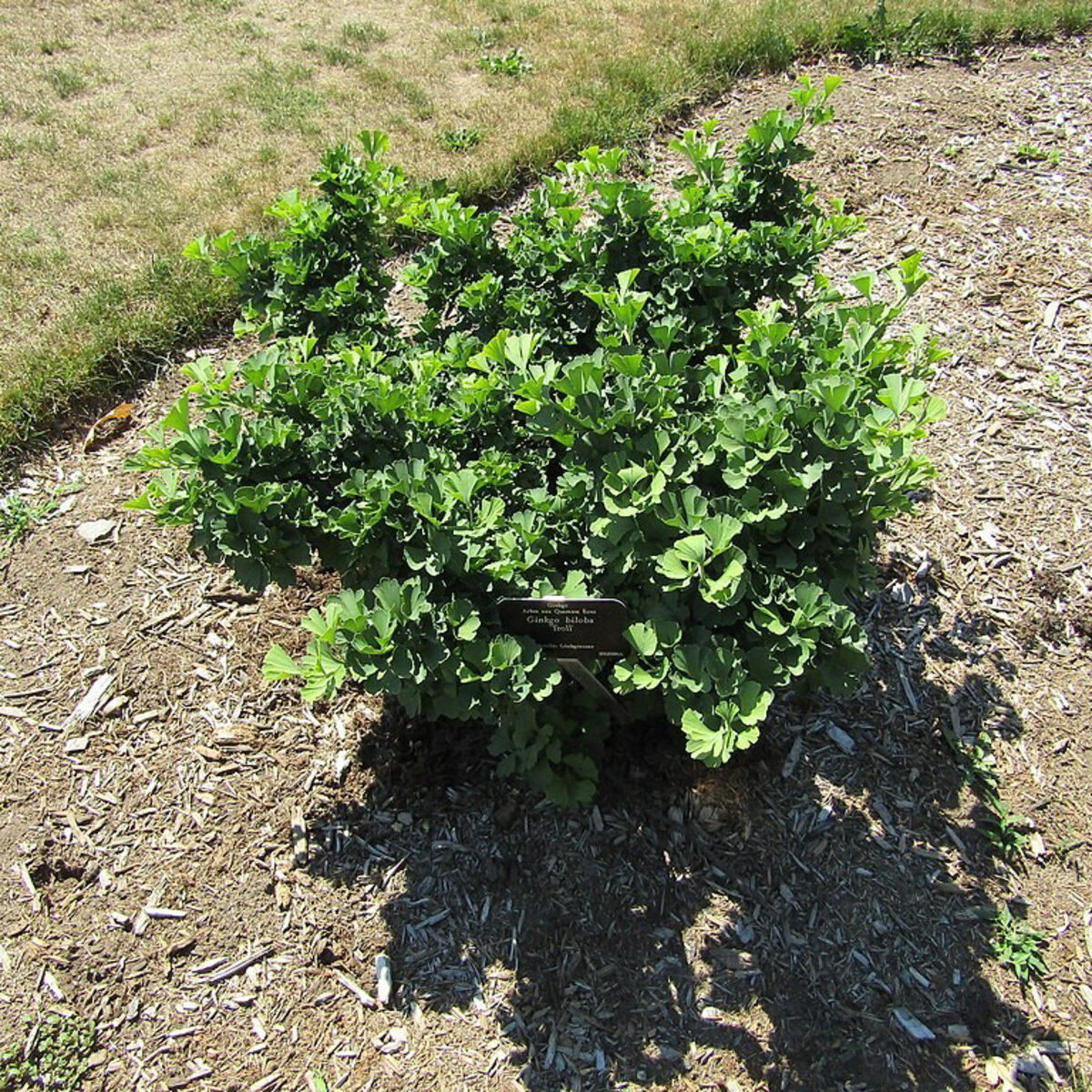 Ginkgo Biloba Troll Dwarf Maidenhair Tree | SiteOne