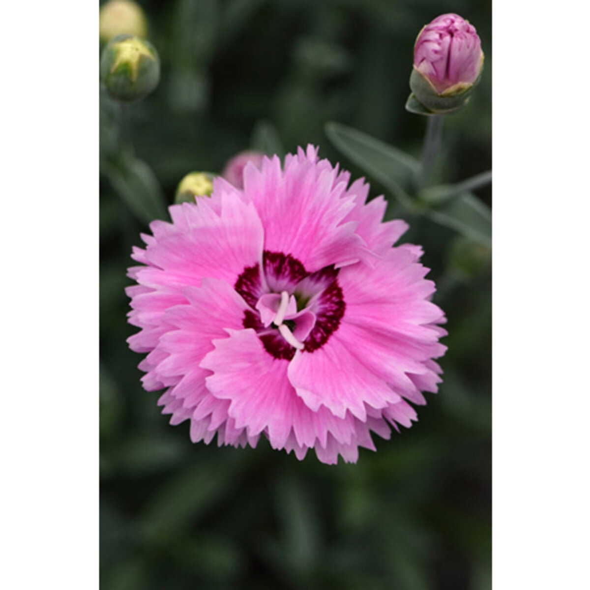 Dianthus X Star Double Pop Star Pinks | SiteOne